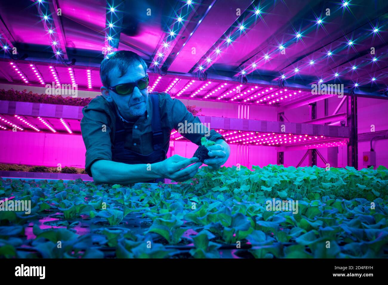 Csaba Hornyik, plant scientist, checking on his crops growing in the ...