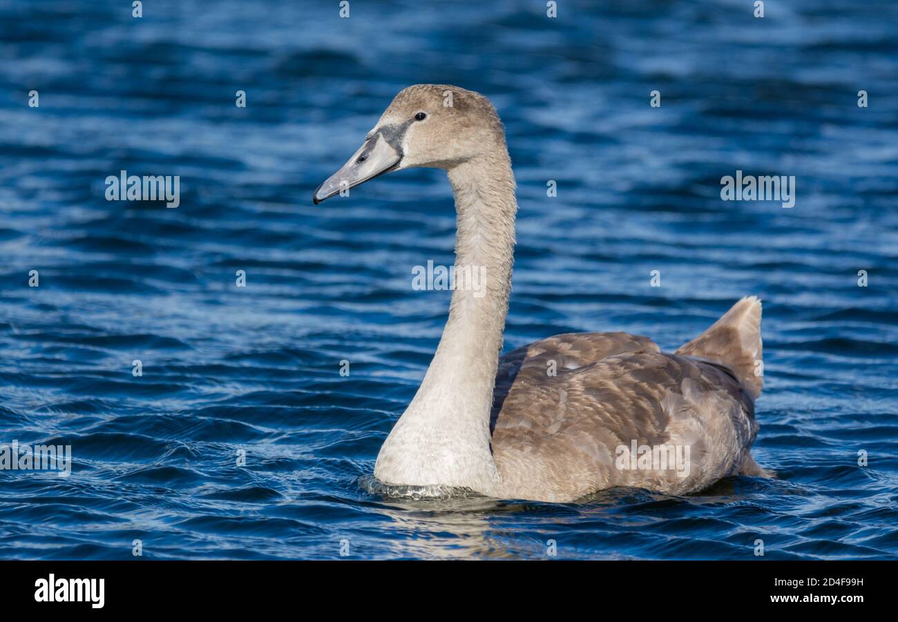 Cygnet hi-res stock photography and images - Alamy