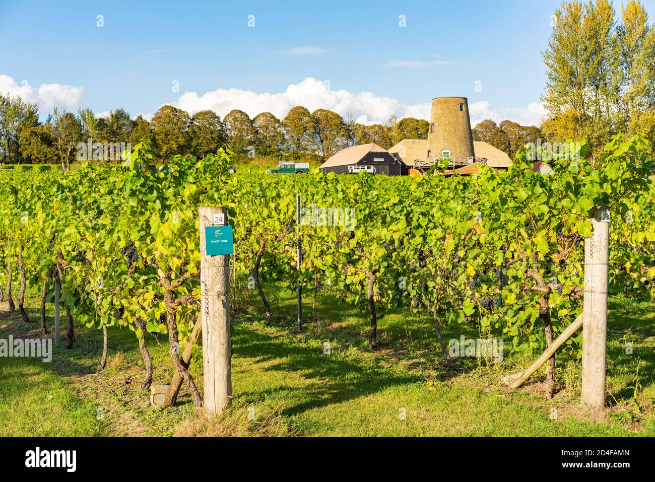 A vineyard is a plantation of grape-bearing vines, grown mainly for ...