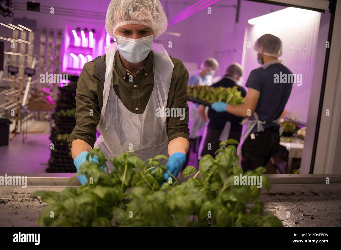 Csaba Hornyik, plant scientist, preparing to harvest crops growing in ...