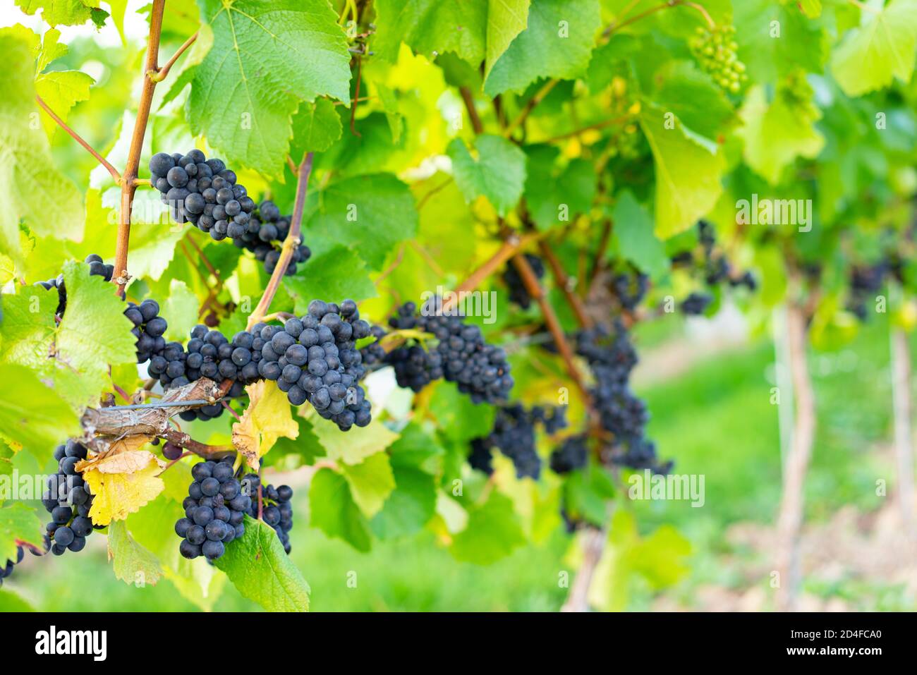 Grapes growing on the vine in a vineyard in West Sussex, England, UK ...