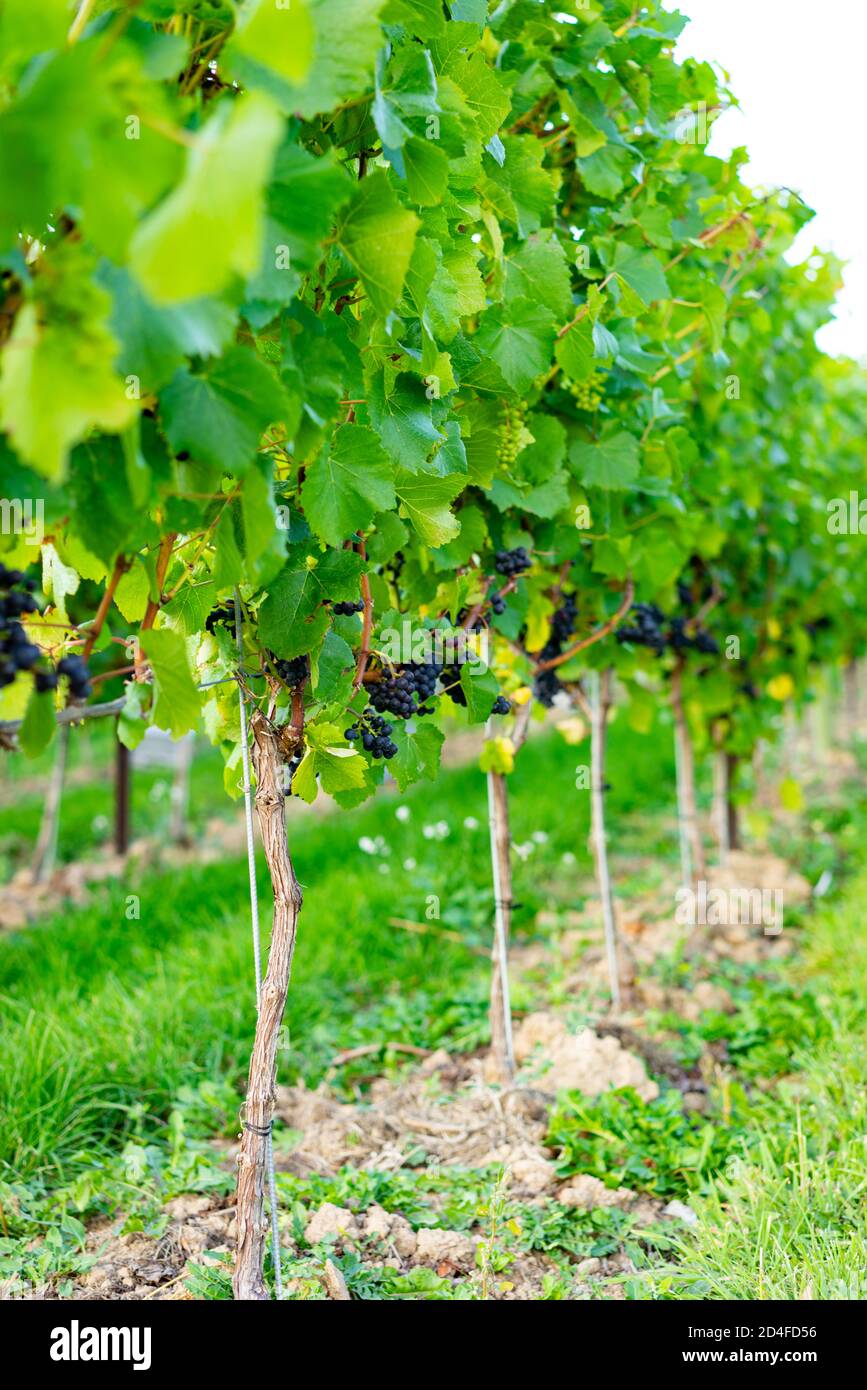 A vineyard is a plantation of grape-bearing vines, grown mainly for ...