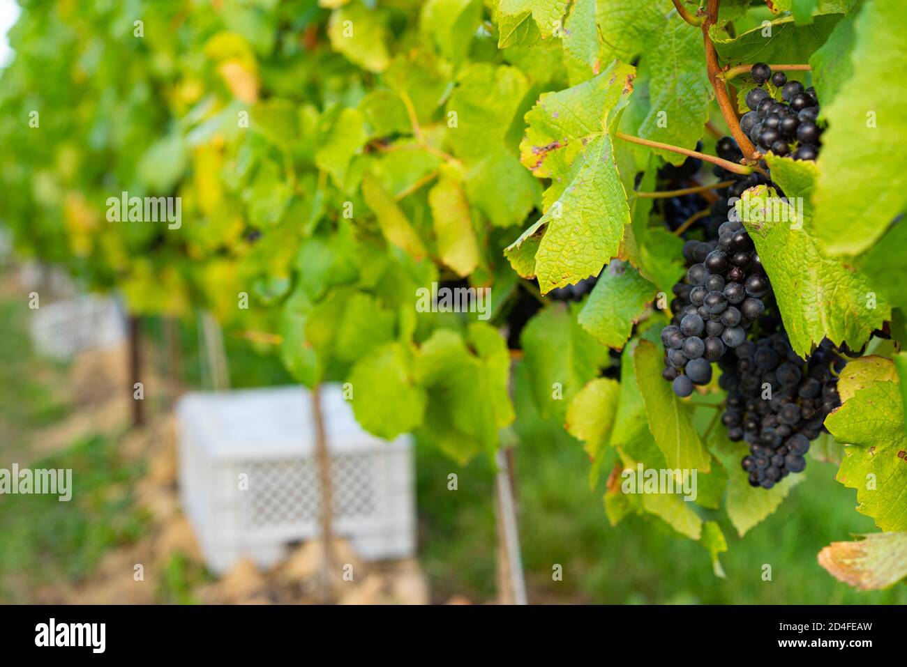 Grapes growing on the vine in a vineyard in West Sussex, England, UK ...