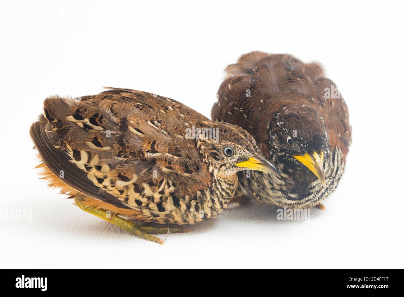 A pair of barred buttonquail or common bustard-quail (Turnix suscitator ...