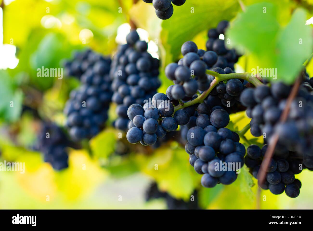 Grapes growing on the vine in a vineyard in West Sussex, England, UK ...