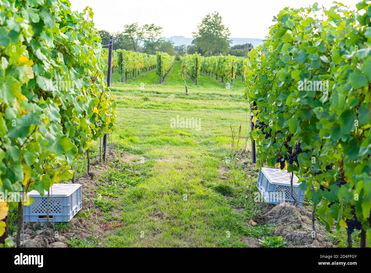 A vineyard is a plantation of grape-bearing vines, grown mainly for ...