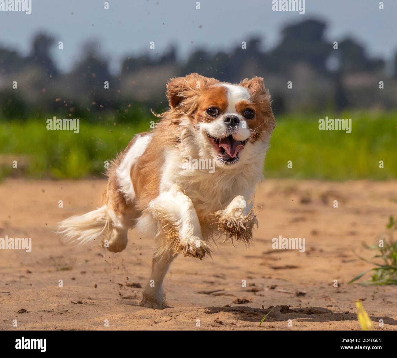 King Charles cavalier running Stock Photo - Alamy