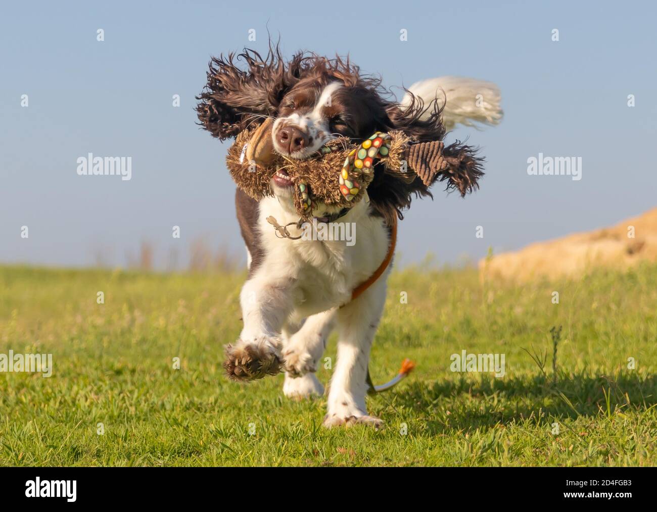 King Charles cavalier running Stock Photo - Alamy