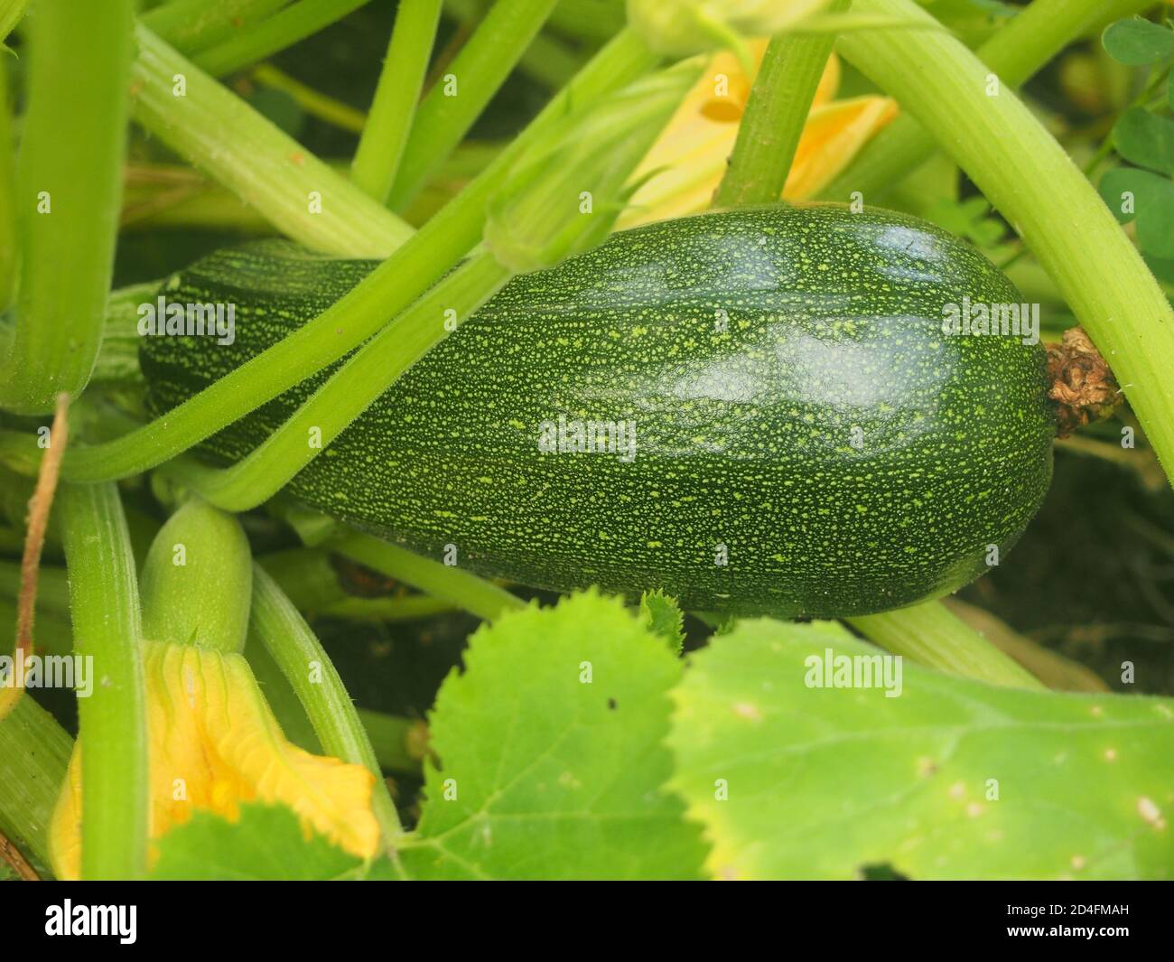 Zucchini fruits ripen on the garden bed. Agriculture. Close up Stock ...