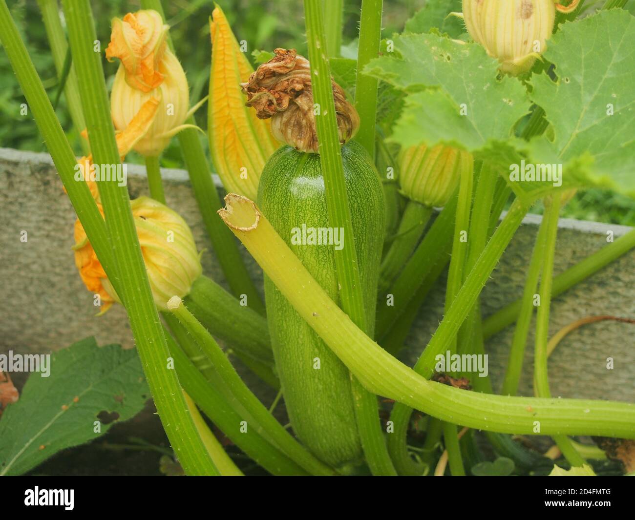 Zucchini fruits ripen on the garden bed. Agriculture. Close up Stock ...