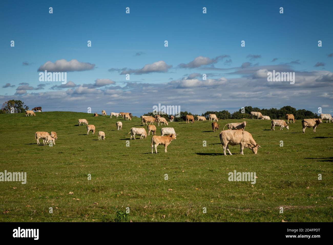 Free range cattle grazing, Czech Republic Stock Photo - Alamy