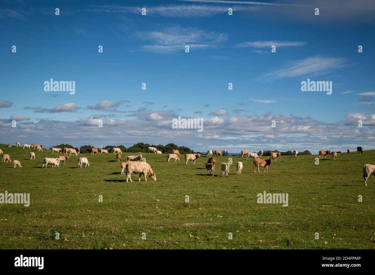 Free range cattle grazing, Czech Republic Stock Photo - Alamy