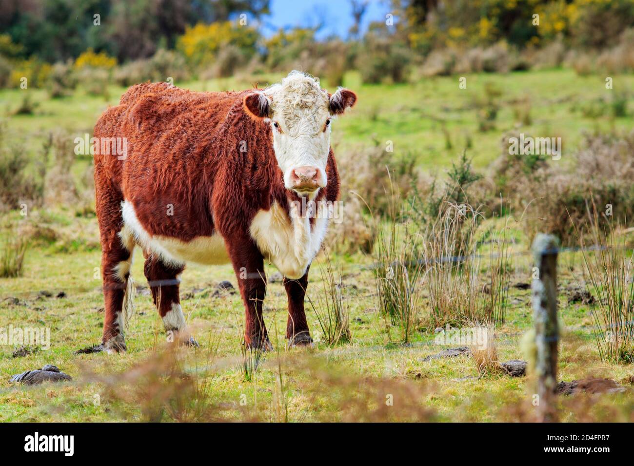 new zealand cow in rural livestock farm Stock Photo - Alamy