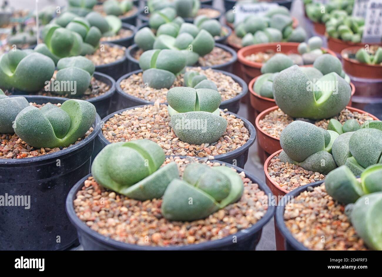 small succulent plants background. greenhouse, top view, floral texture ...