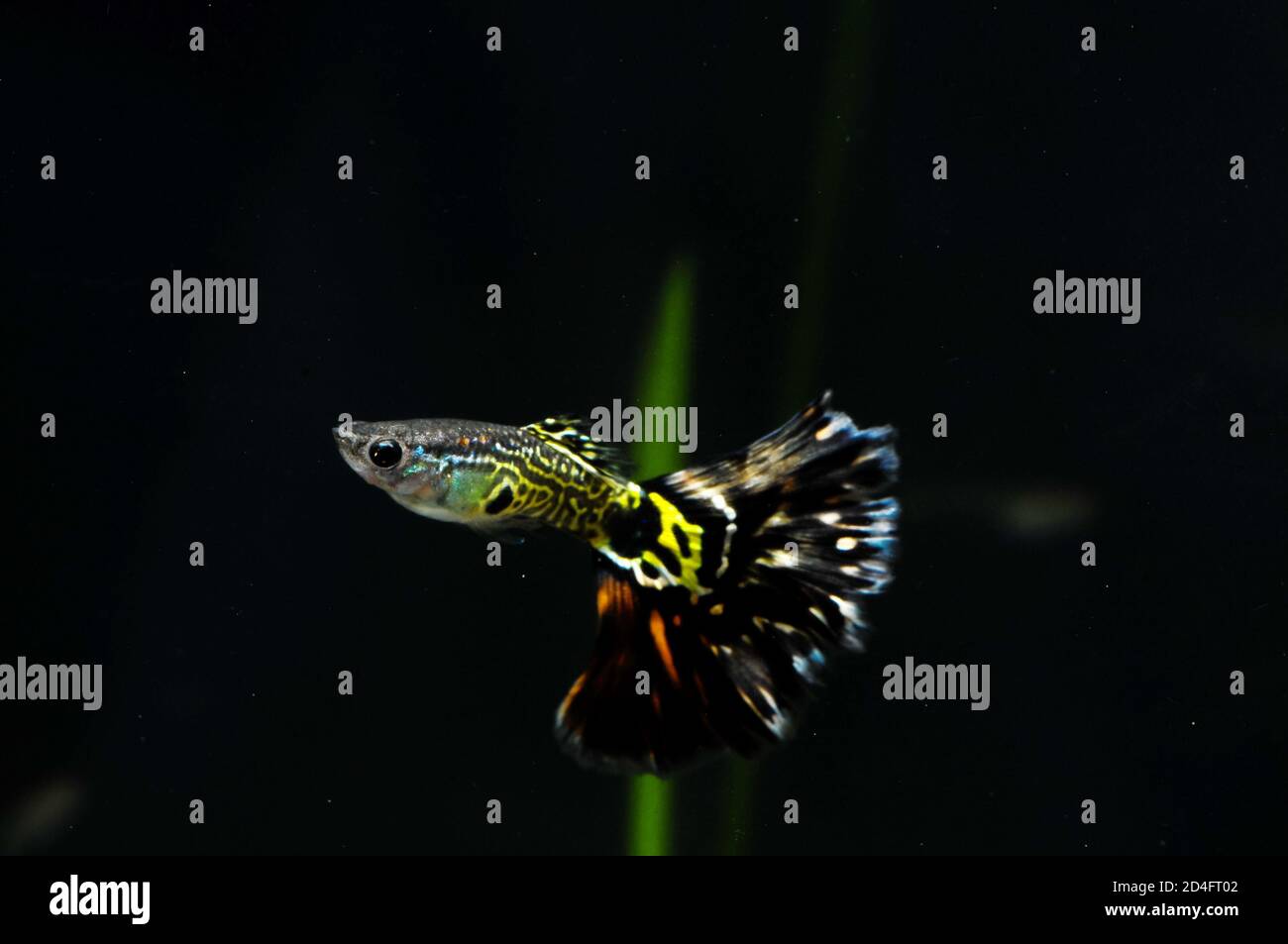 Guppy Multi Colored Fish Stock Photo - Alamy