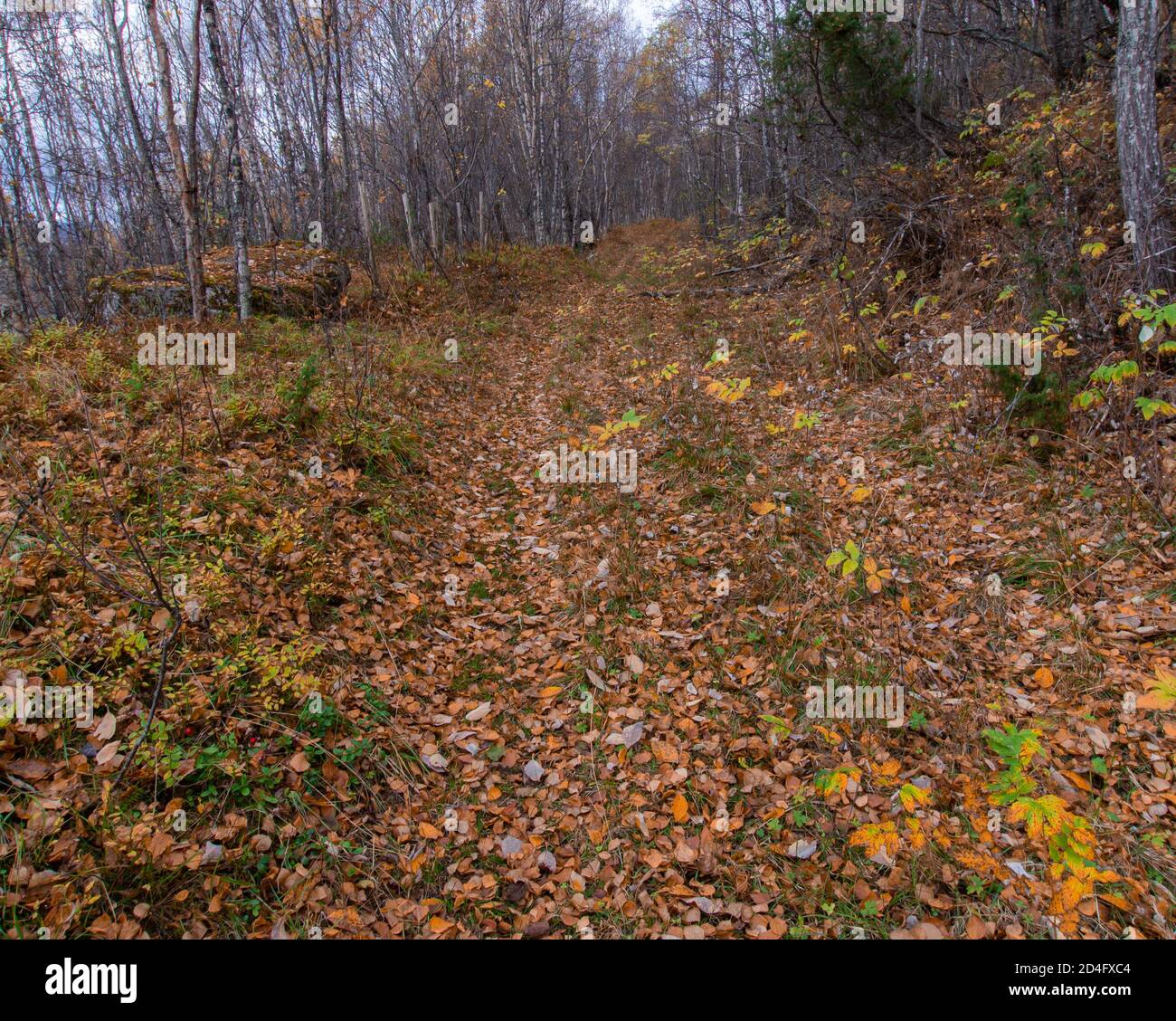 Autumn norwegian forest hi-res stock photography and images - Alamy