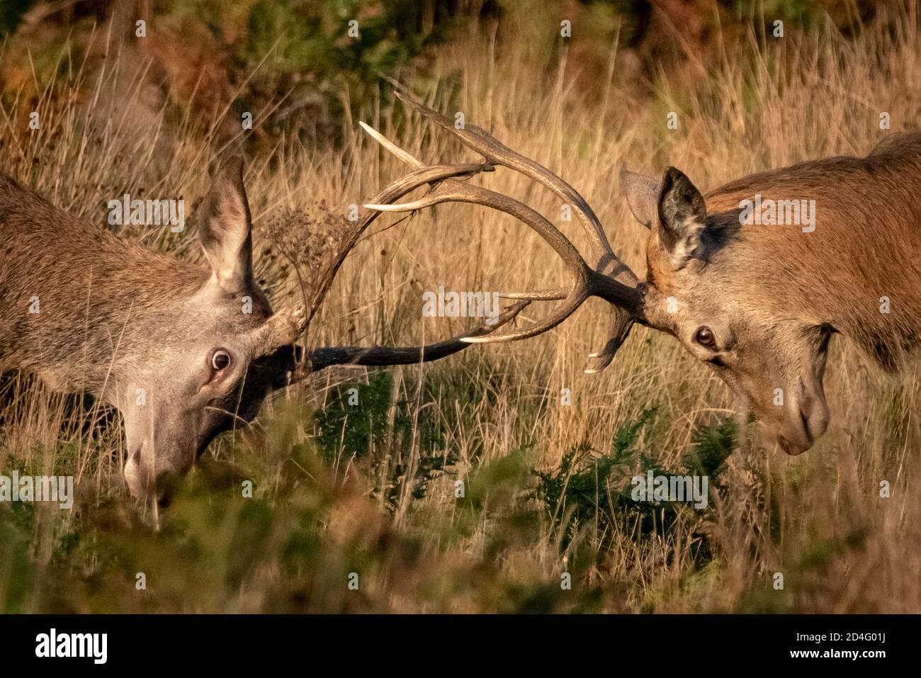 Antler clash hi-res stock photography and images - Alamy