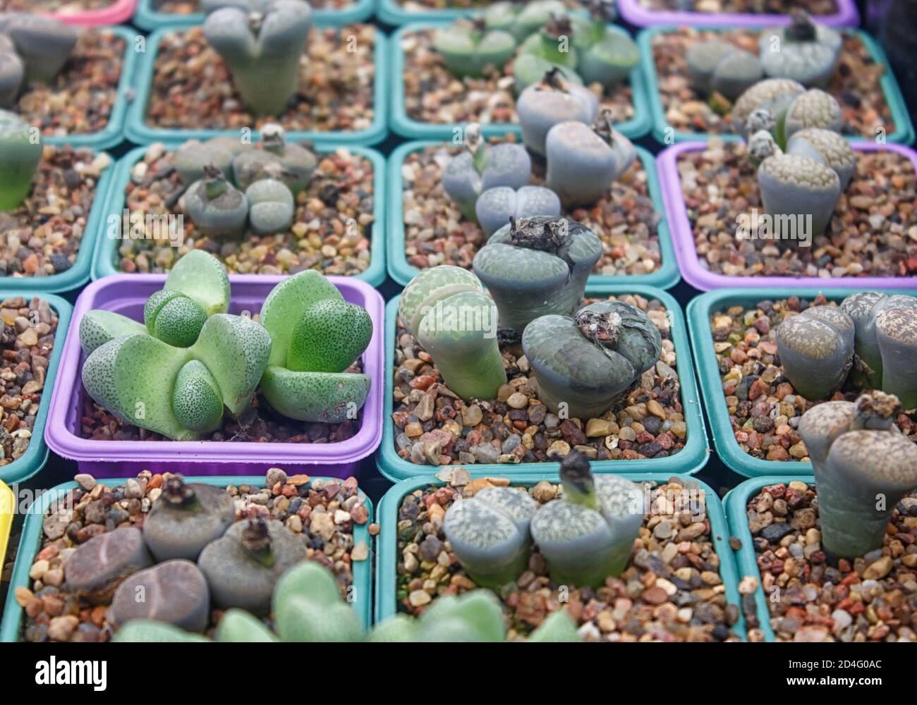 small succulent plants background. greenhouse, top view, floral texture ...
