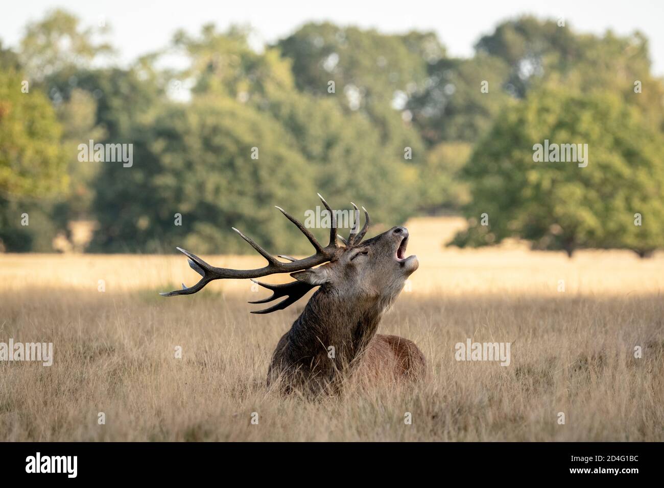 Breeding stags breeding mating hi-res stock photography and images - Alamy