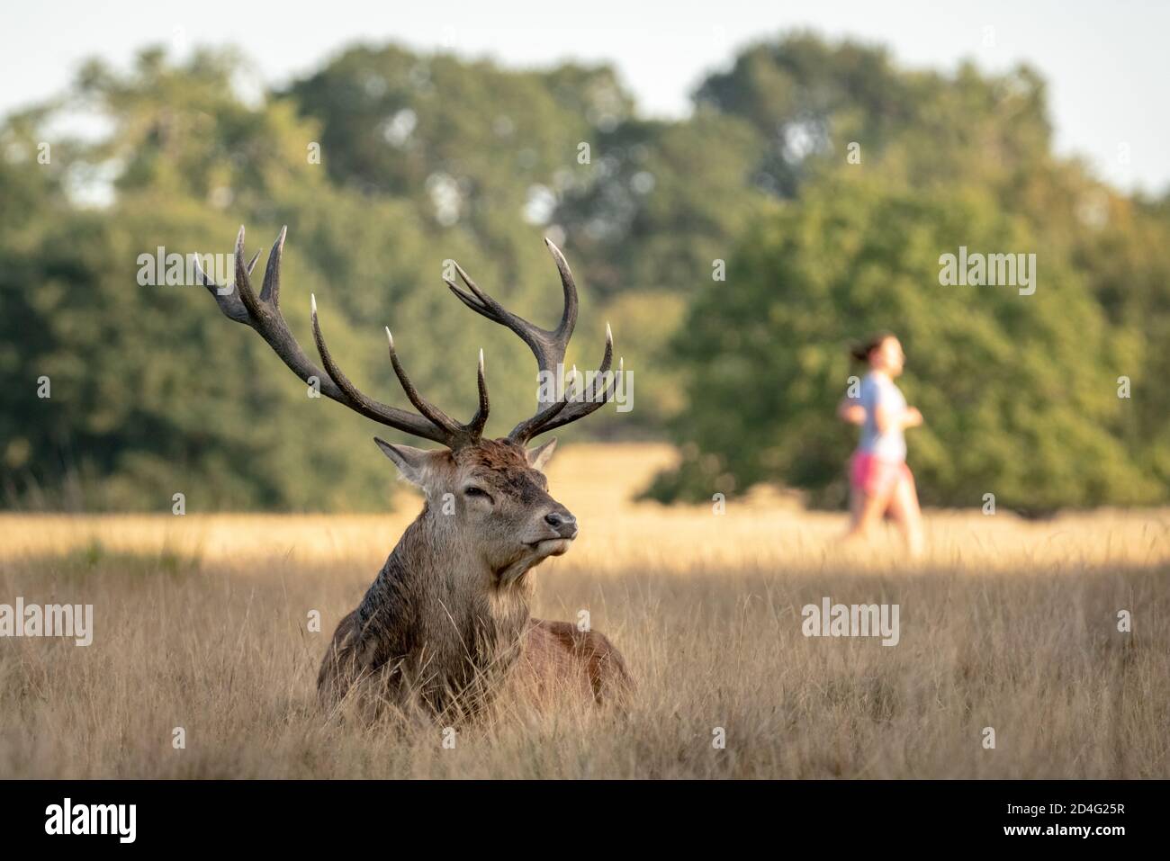 Breeding stags breeding mating hi-res stock photography and images - Alamy