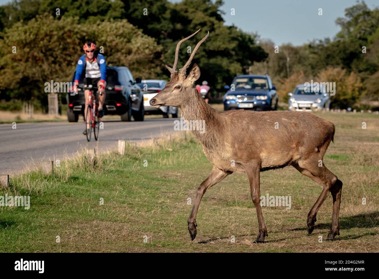 Antler clash hi-res stock photography and images - Alamy