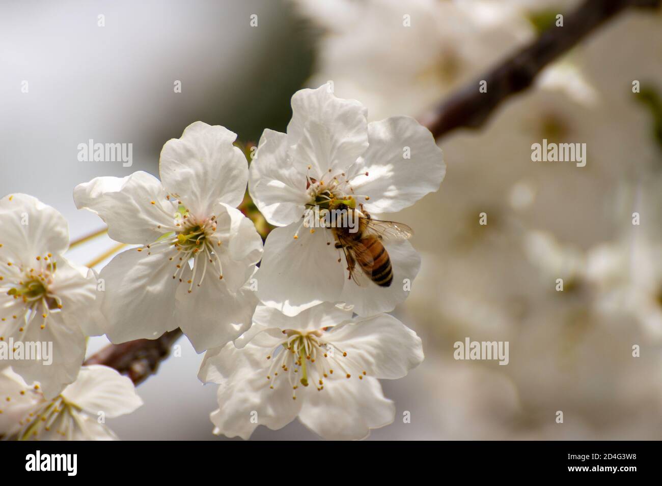 Garden pollination hi-res stock photography and images - Alamy