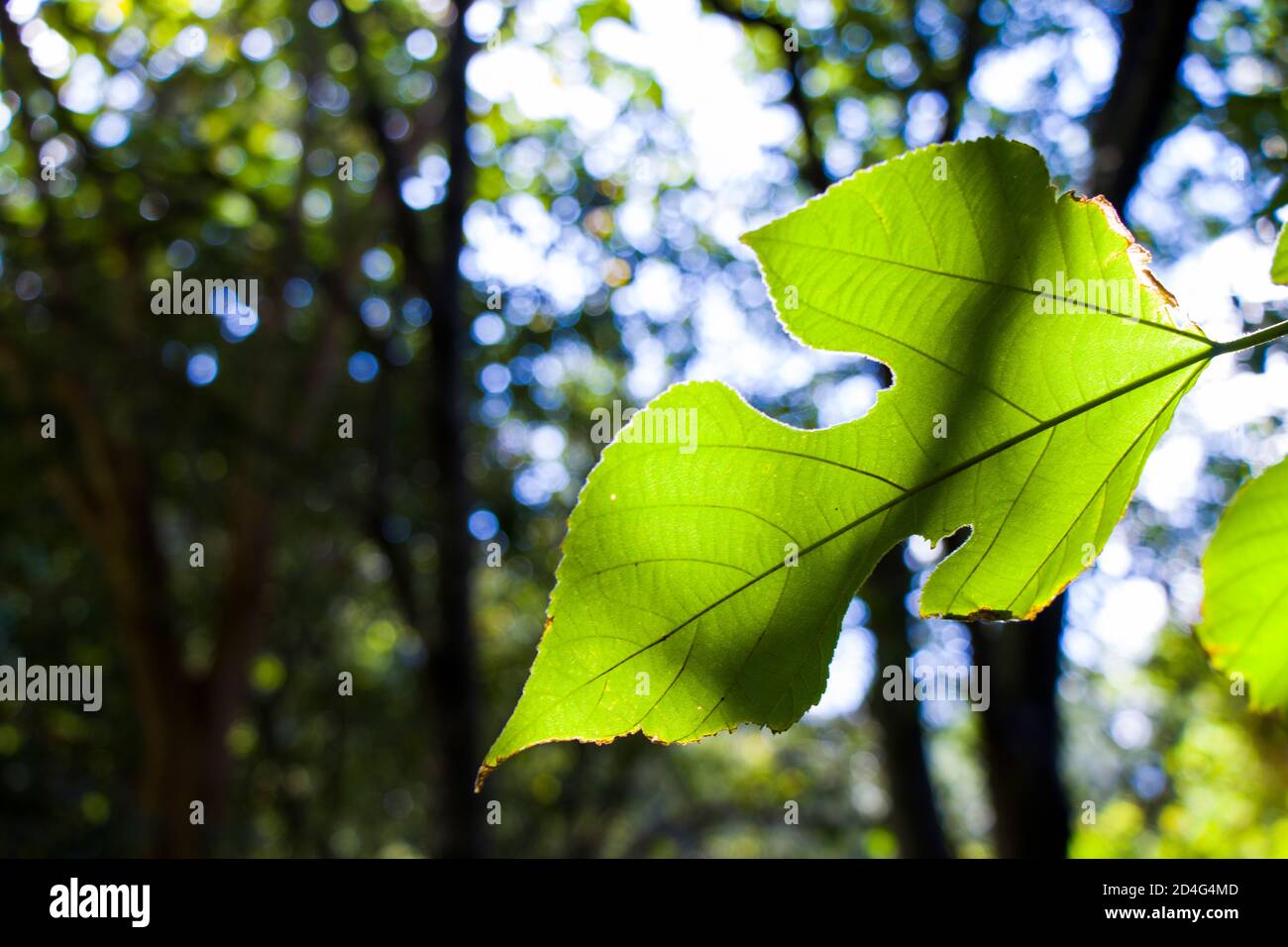 Tbilisi botanic garden, green plants and nature background, daylight ...