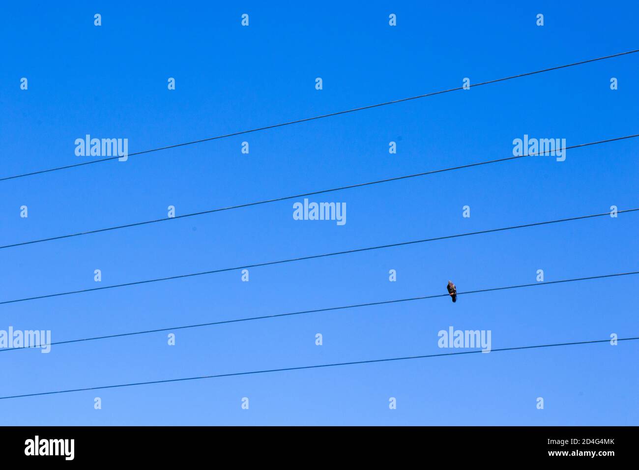 Bird on the electric line on the blue sky background, bird pigeon ...