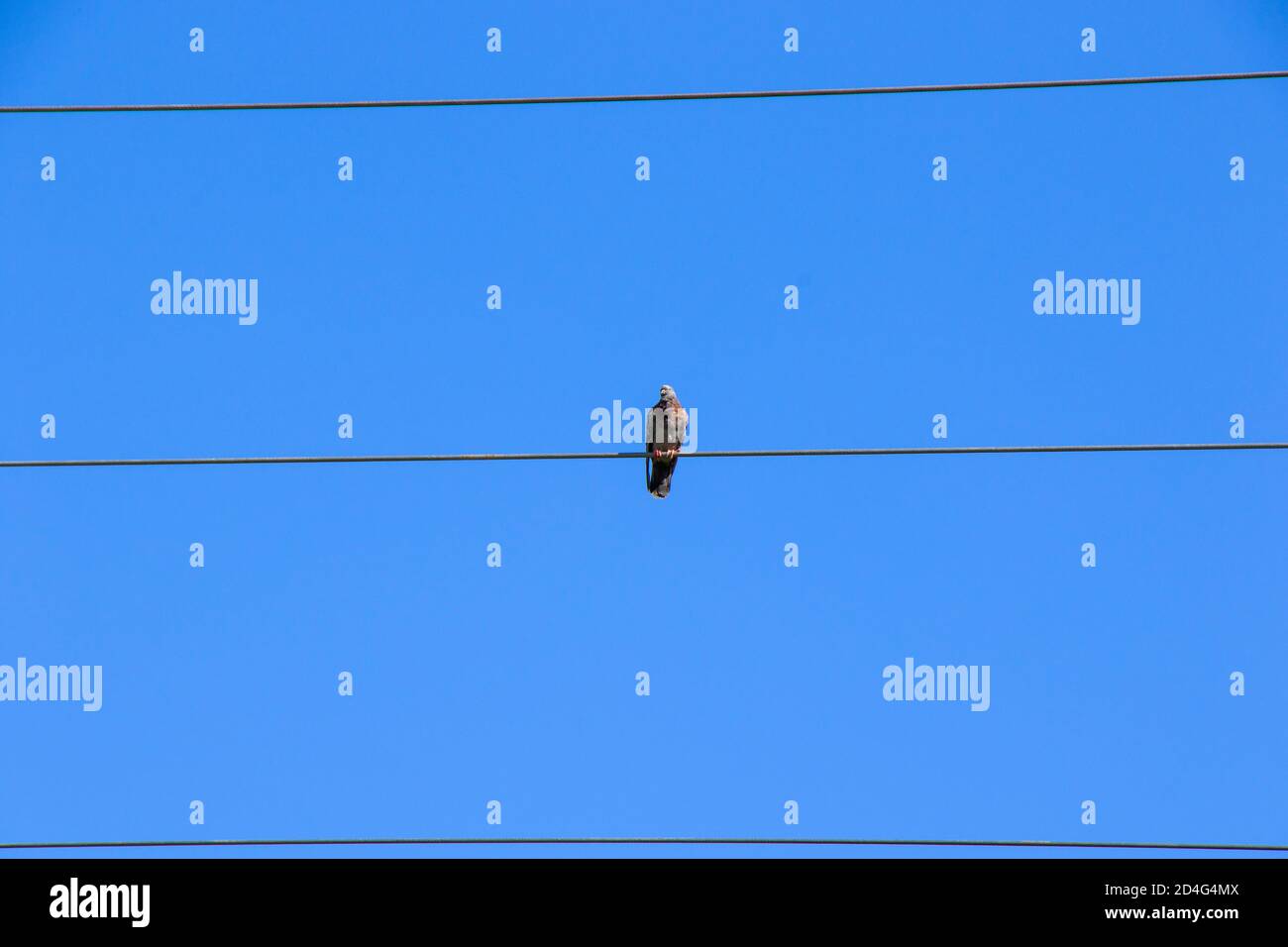 Bird on the electric line on the blue sky background, bird pigeon ...