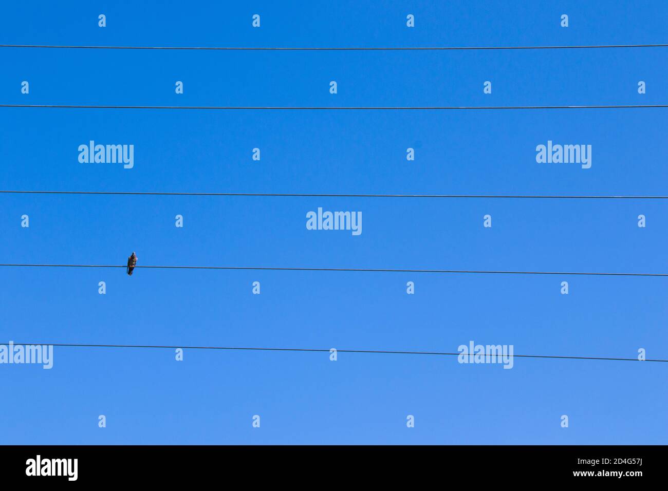 Bird on the electric line on the blue sky background, bird pigeon ...
