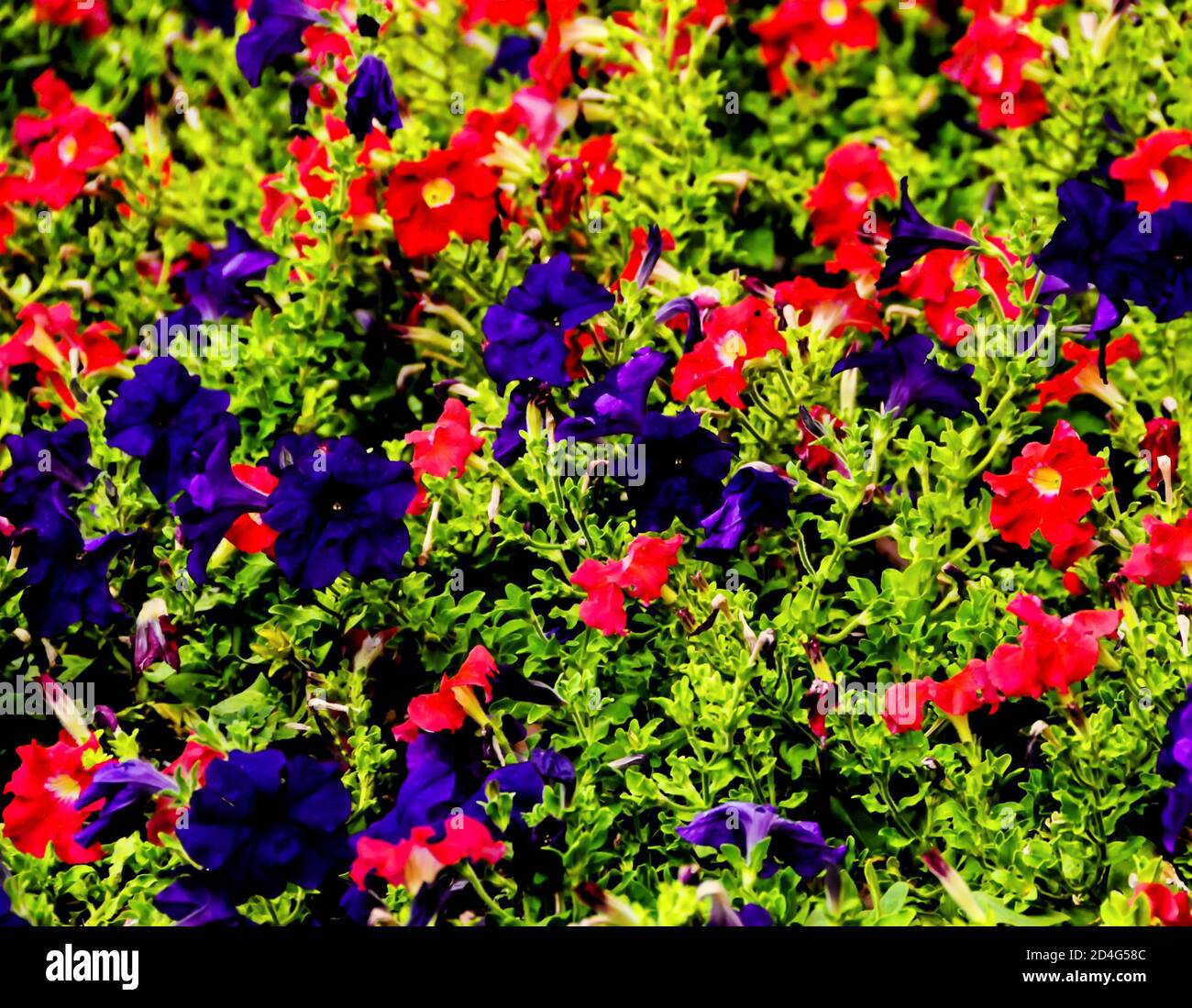 Violet and Pink Flowers Stock Photo - Alamy