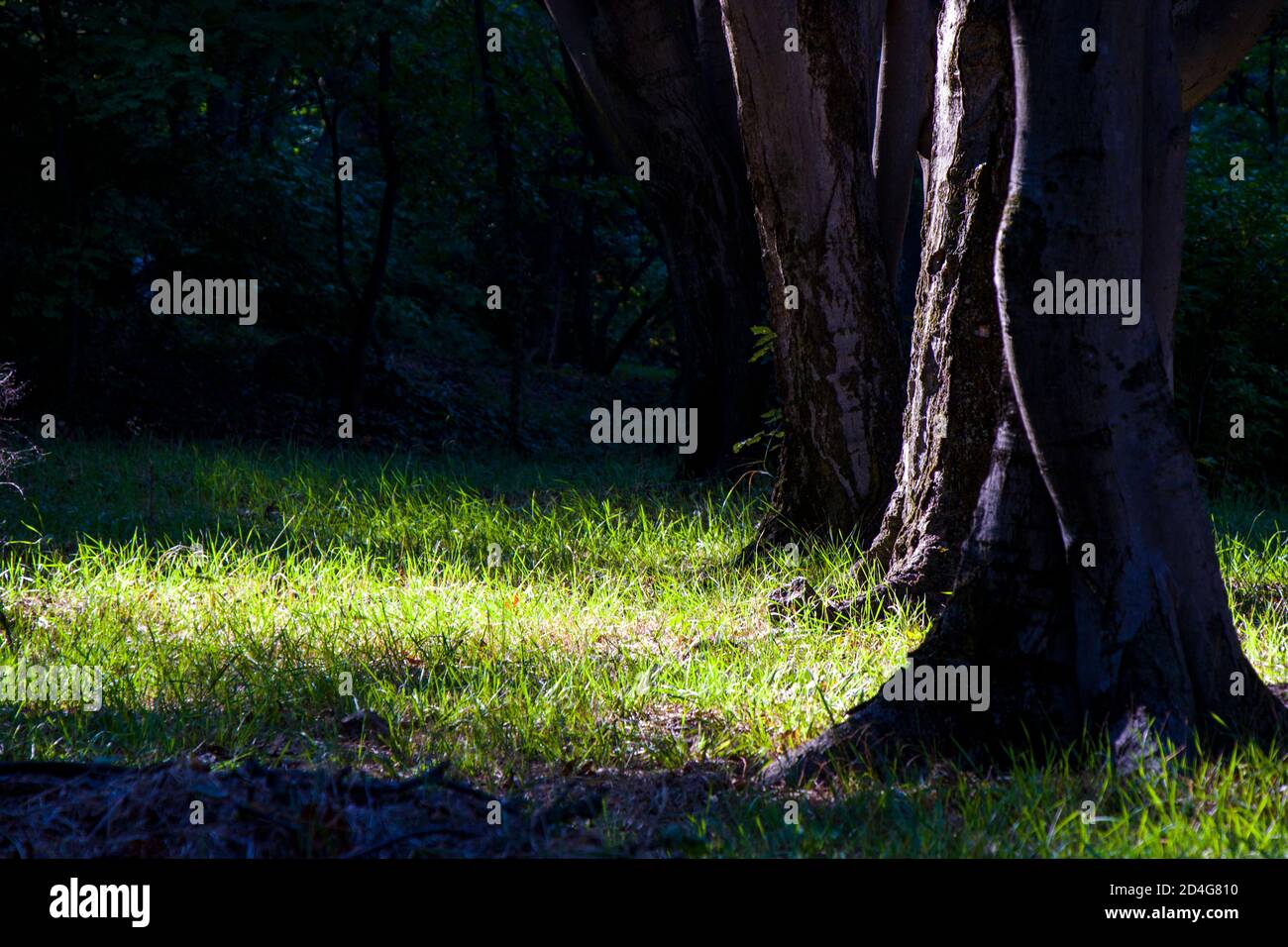 Botanic garden, tree, grass and nature background, shadows and light in ...
