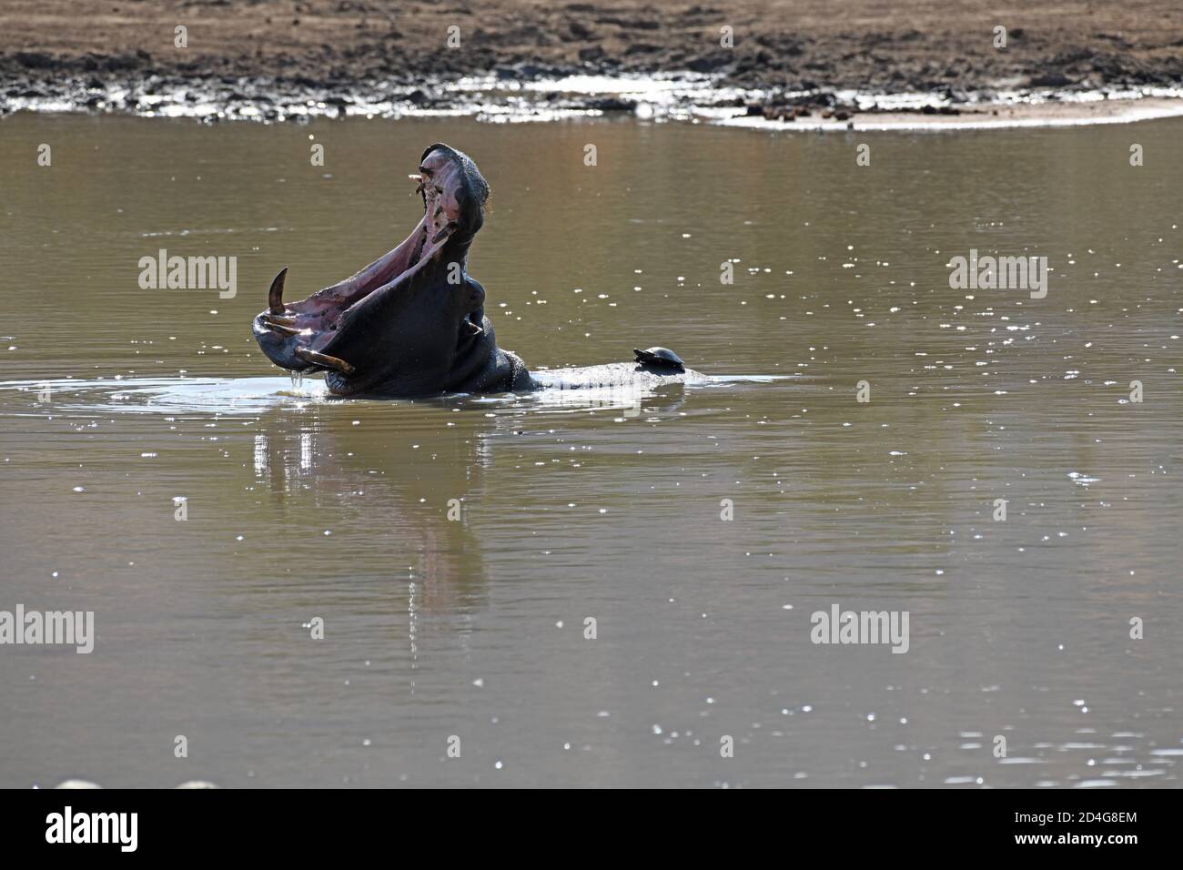 Hippo and turtle hi-res stock photography and images - Alamy