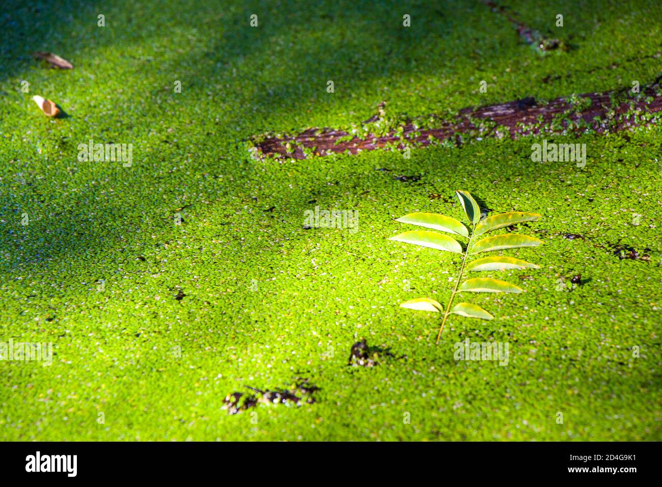 Green swamp and wetland, nature background, daytime and outdoor Stock ...