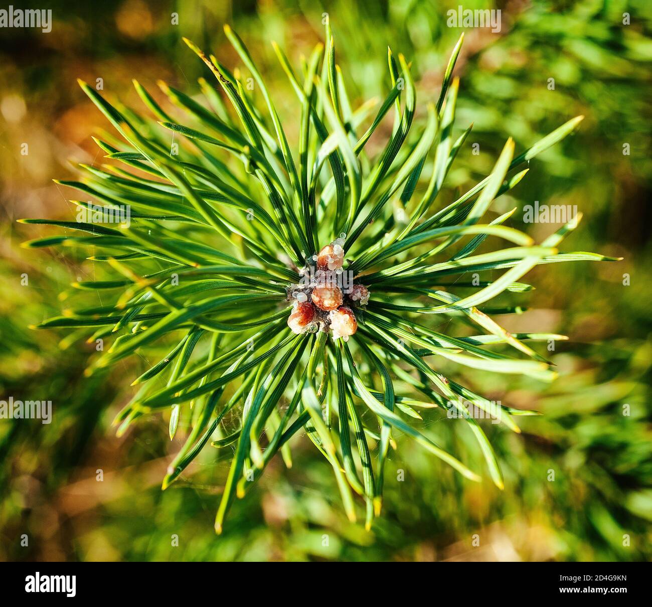 close up photo of a long needle pine tree with needles sprawled out ...