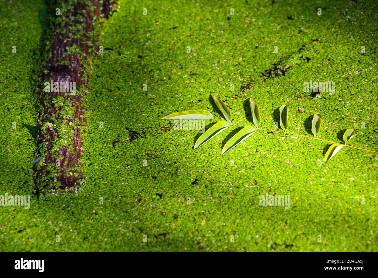 Green swamp and wetland, nature background, daytime and outdoor Stock ...