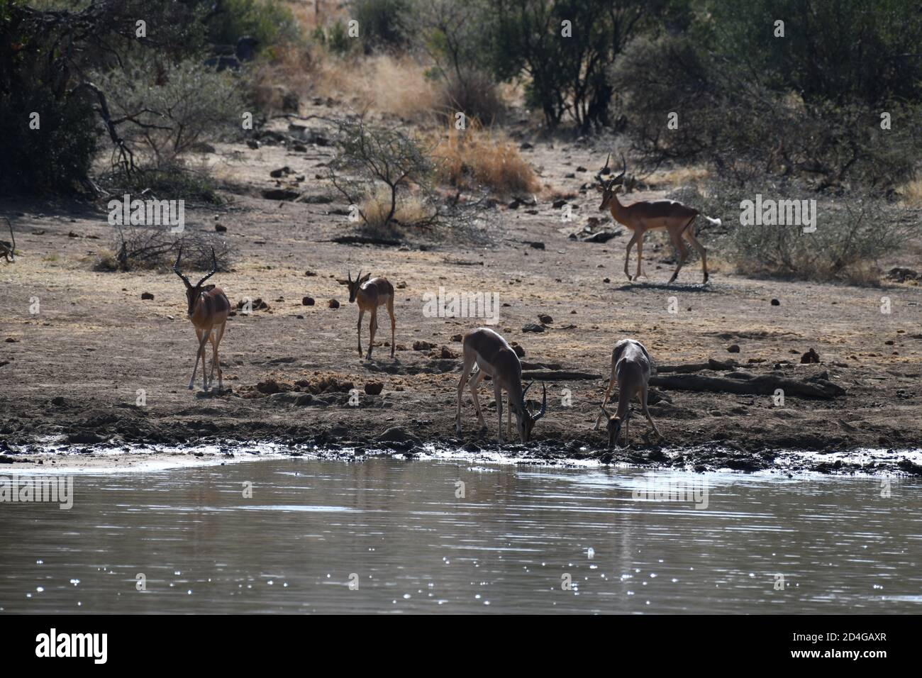 Impala drinking at waterhole in Pilanesberg National Park, South Africa ...