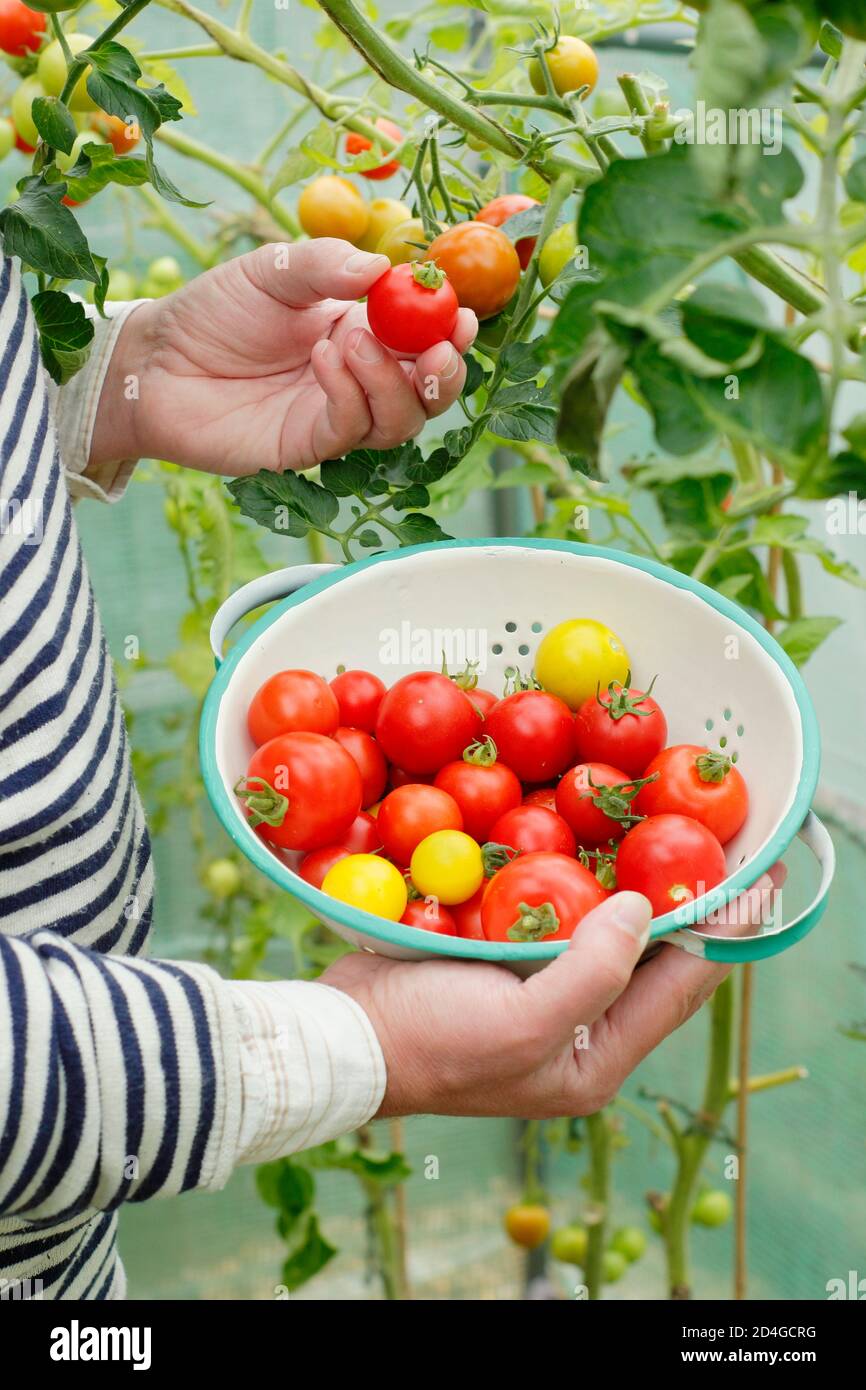 Picking tomato polytunnel hi-res stock photography and images - Alamy
