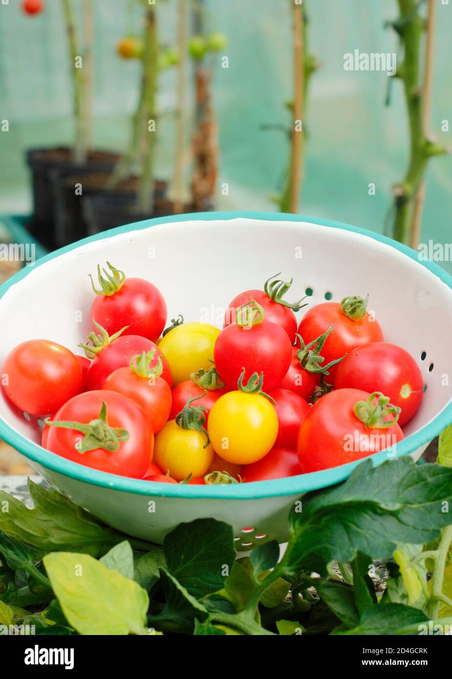 Freshly picked tomatoes from plants with lower leaves removed to expose ...