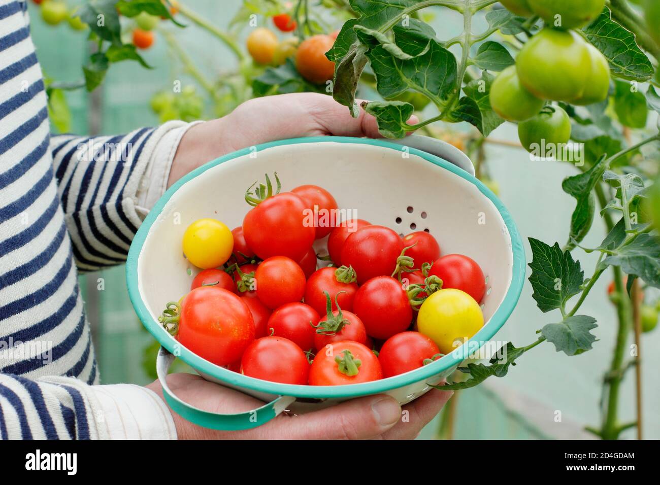 Picking tomato polytunnel hi-res stock photography and images - Alamy