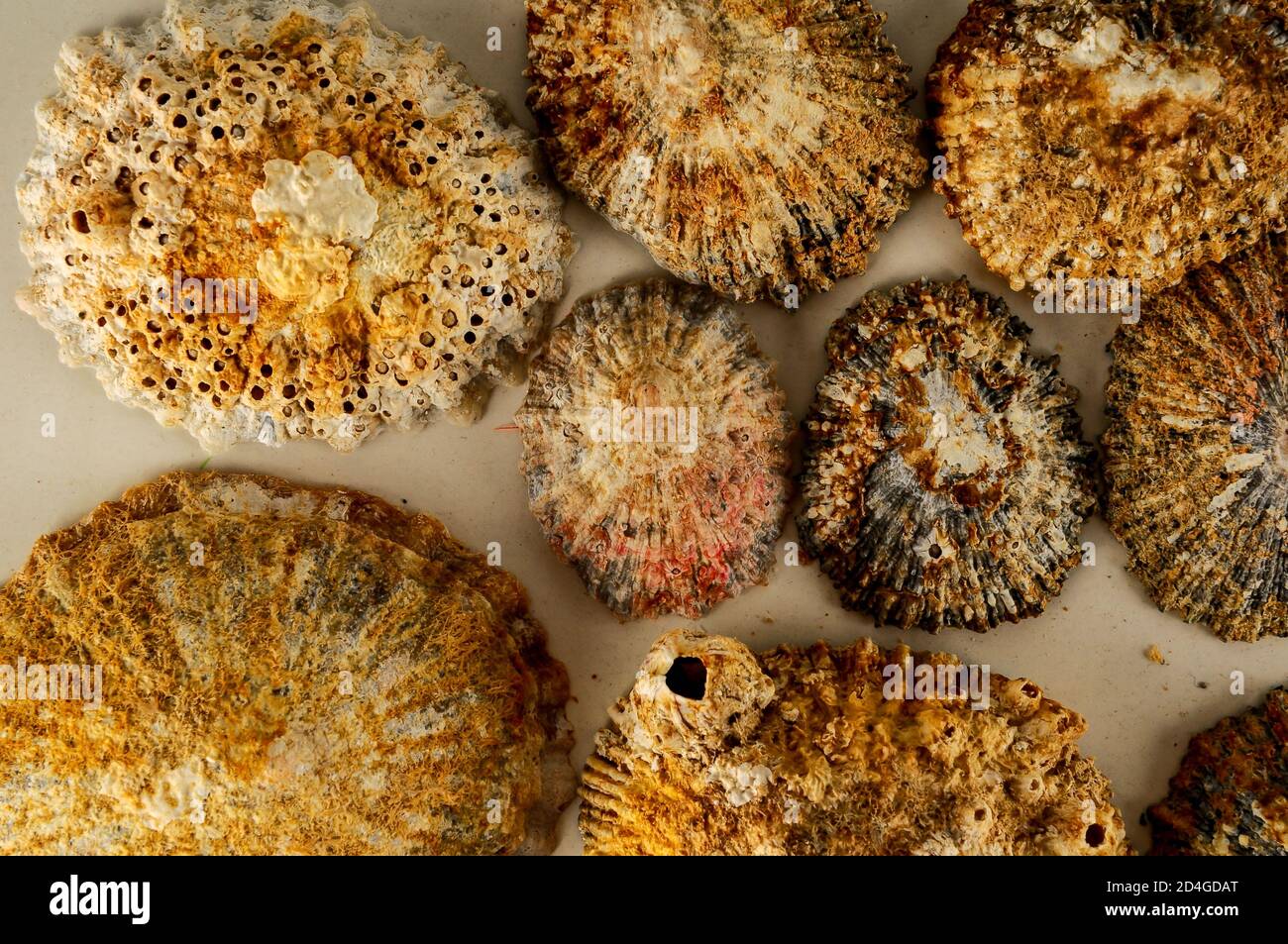 Seashell background texture Stock Photo - Alamy
