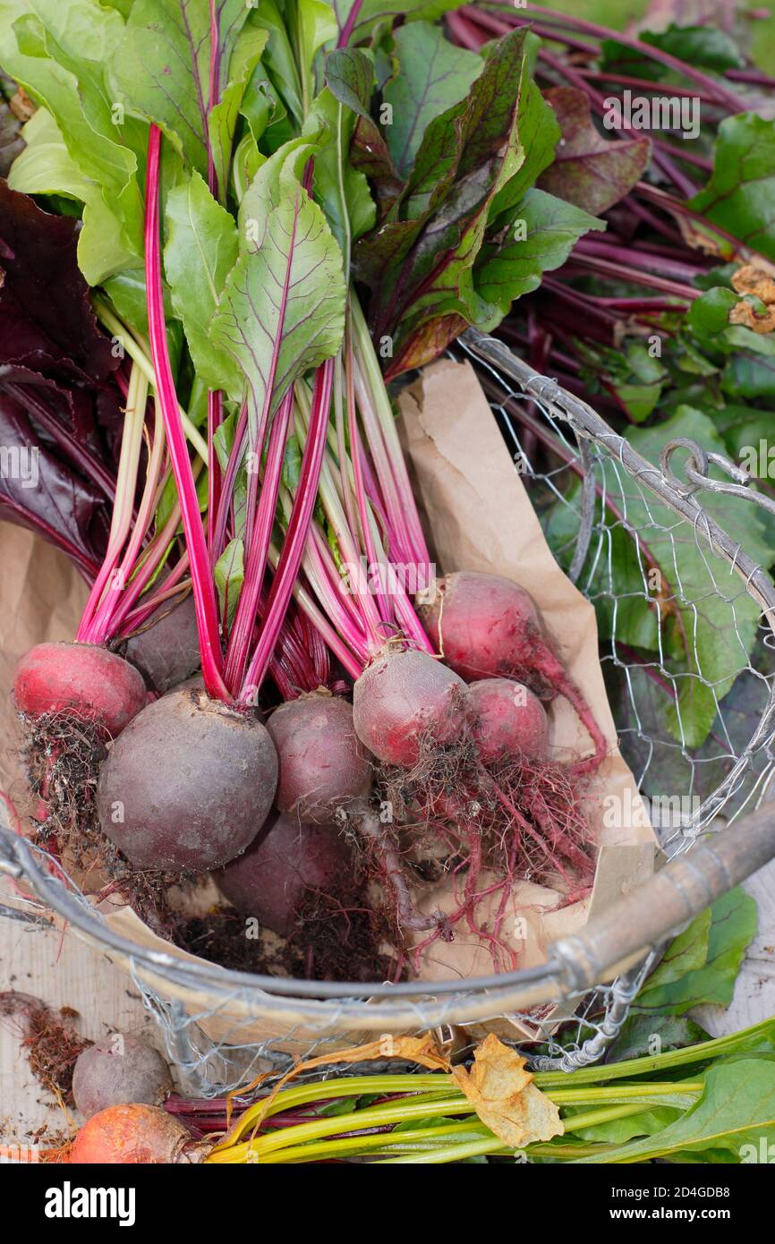 Baby beetroot basket hi-res stock photography and images - Alamy