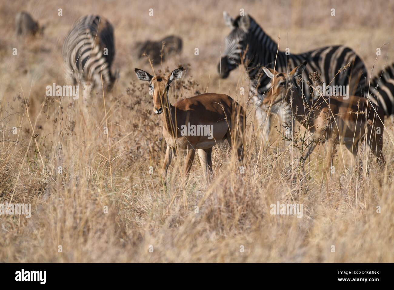 Zebra and impala hi-res stock photography and images - Alamy
