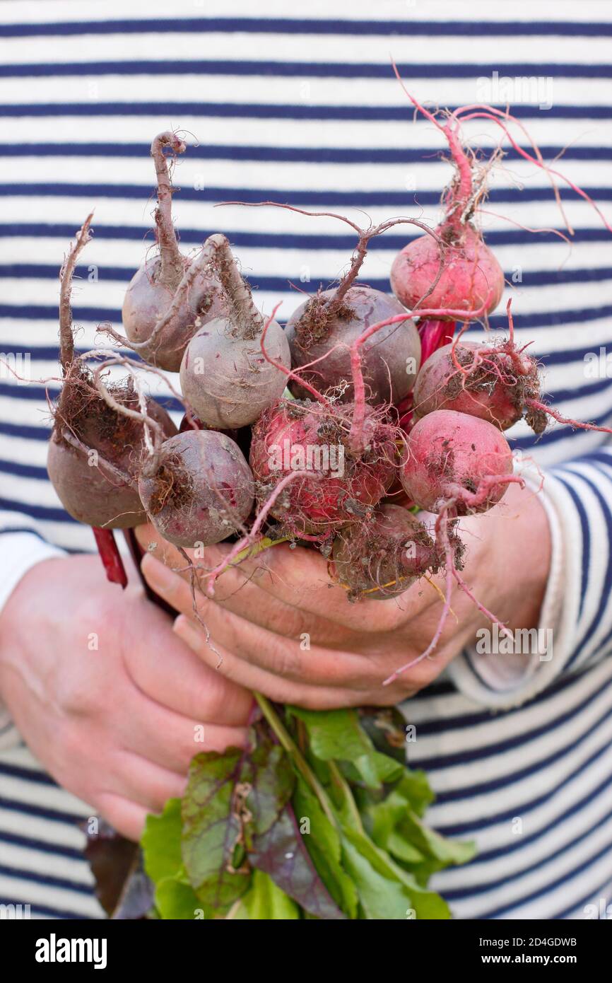 Beta vulgaris. Freshly picked homegrown baby beetroot. UK Stock Photo ...