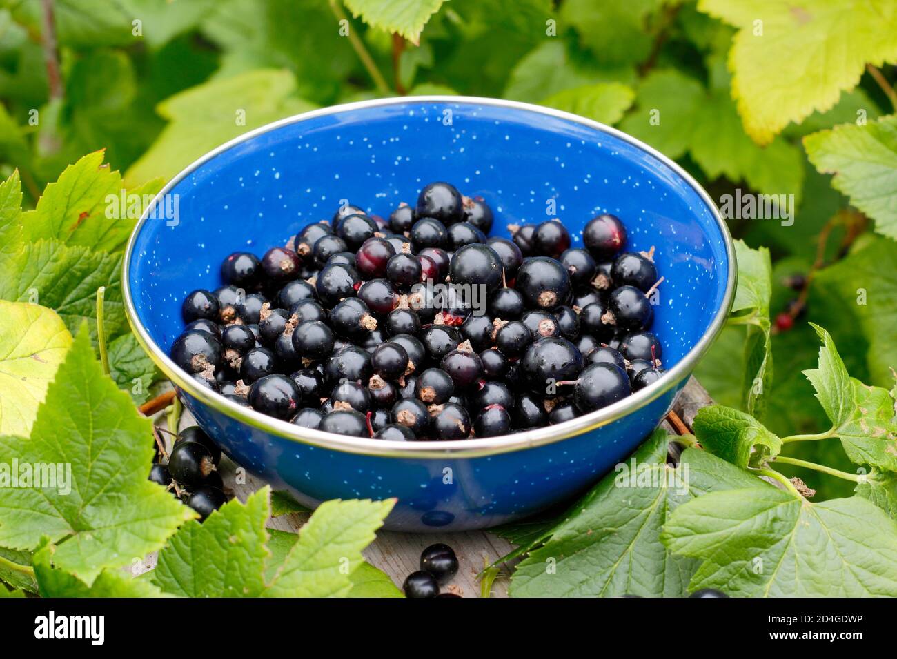 Blackcurrants dish hi-res stock photography and images - Alamy