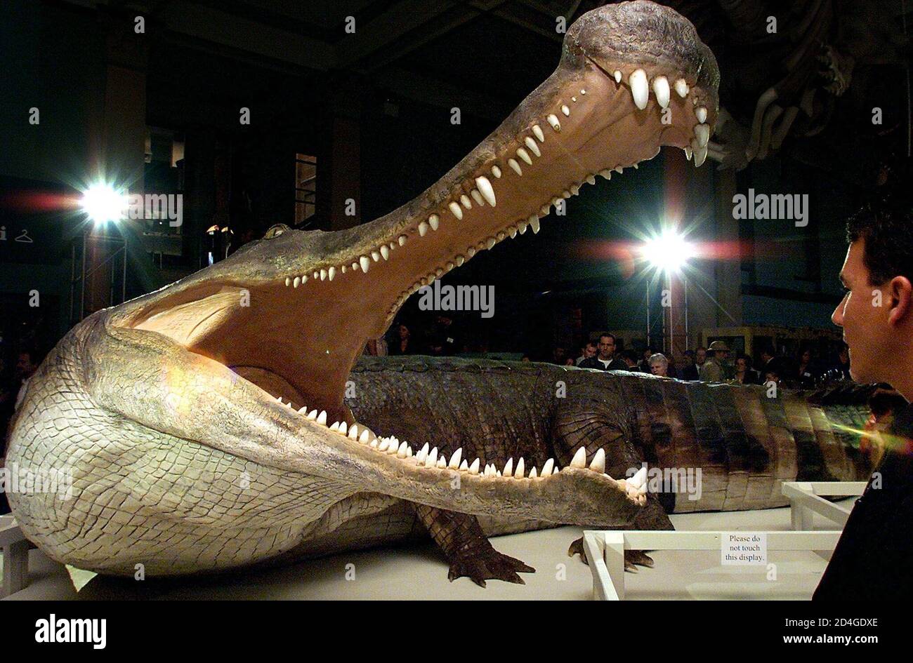 Sarcosuchus imperator, hi-res stock photography and images - Alamy