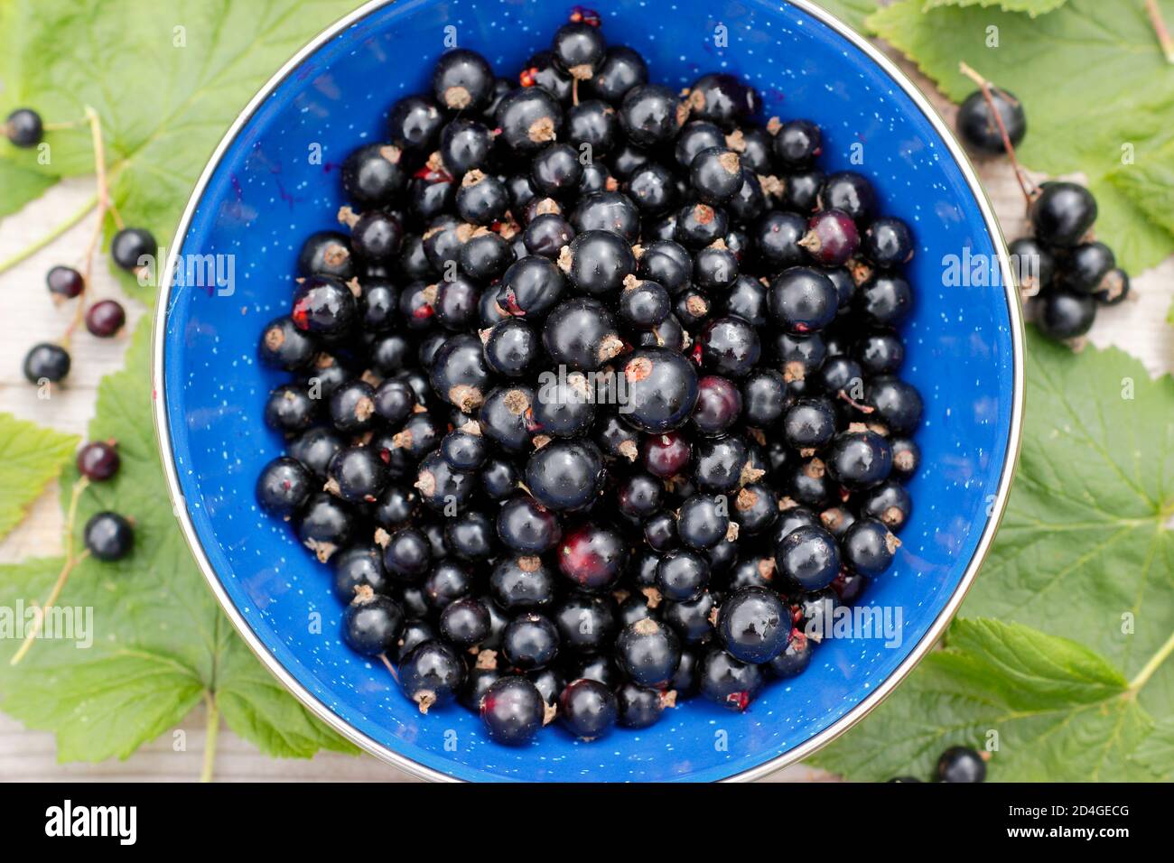 Blackcurrants overhead hi-res stock photography and images - Alamy