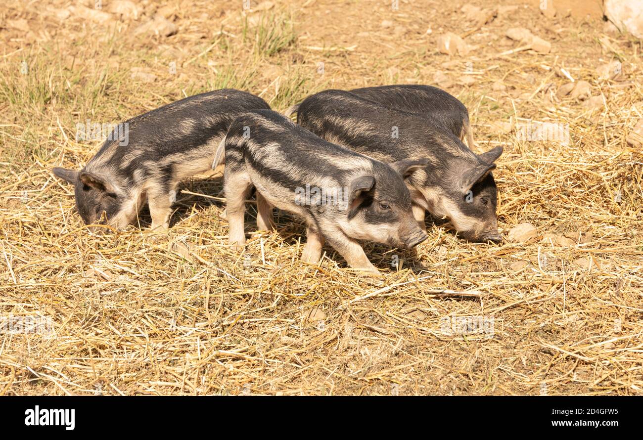 Wooly pigs baby hi-res stock photography and images - Alamy