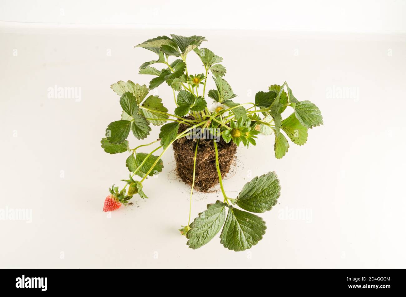 Strawberry plant with roots and soil Stock Photo - Alamy