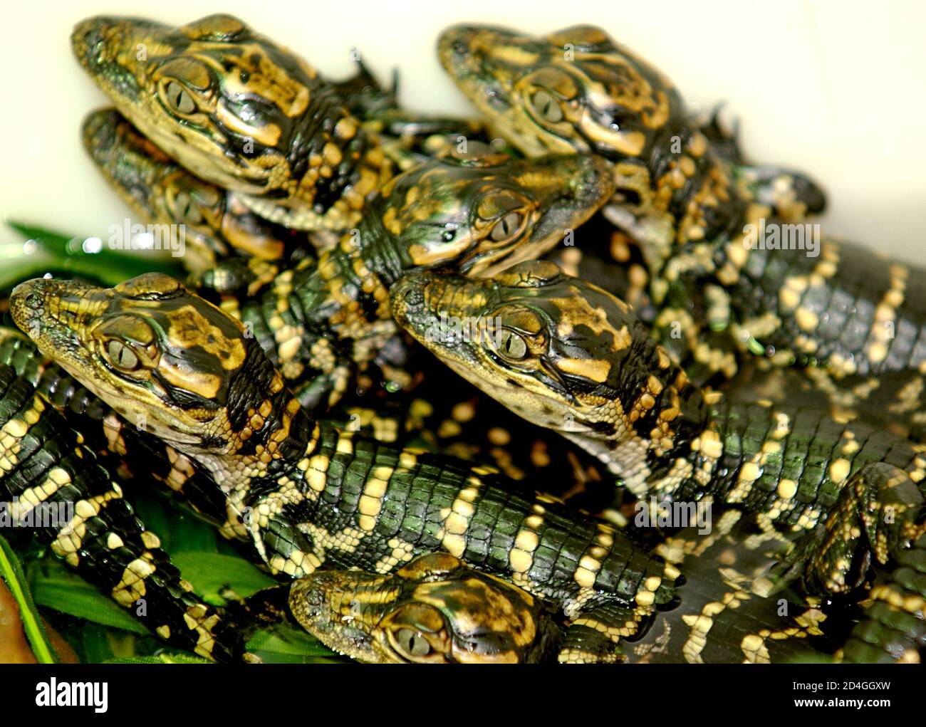 5 american alligators hi-res stock photography and images - Alamy